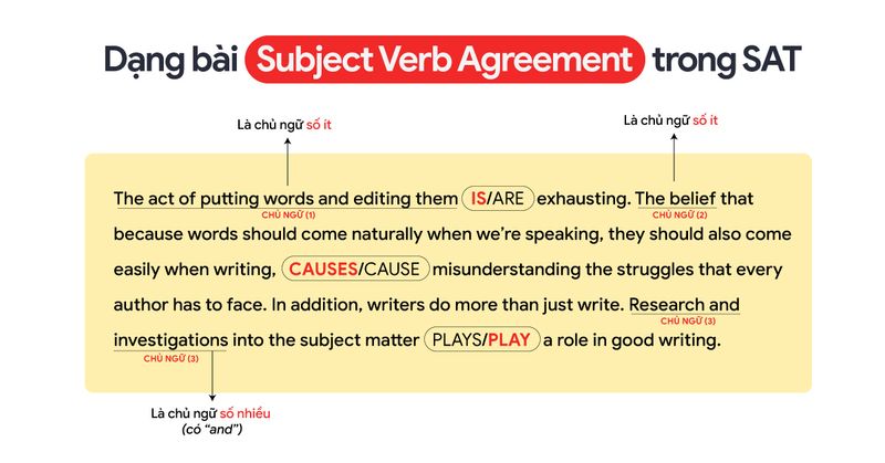 Action verb | Định nghĩa, cách phân loại và bài tập vận dụng