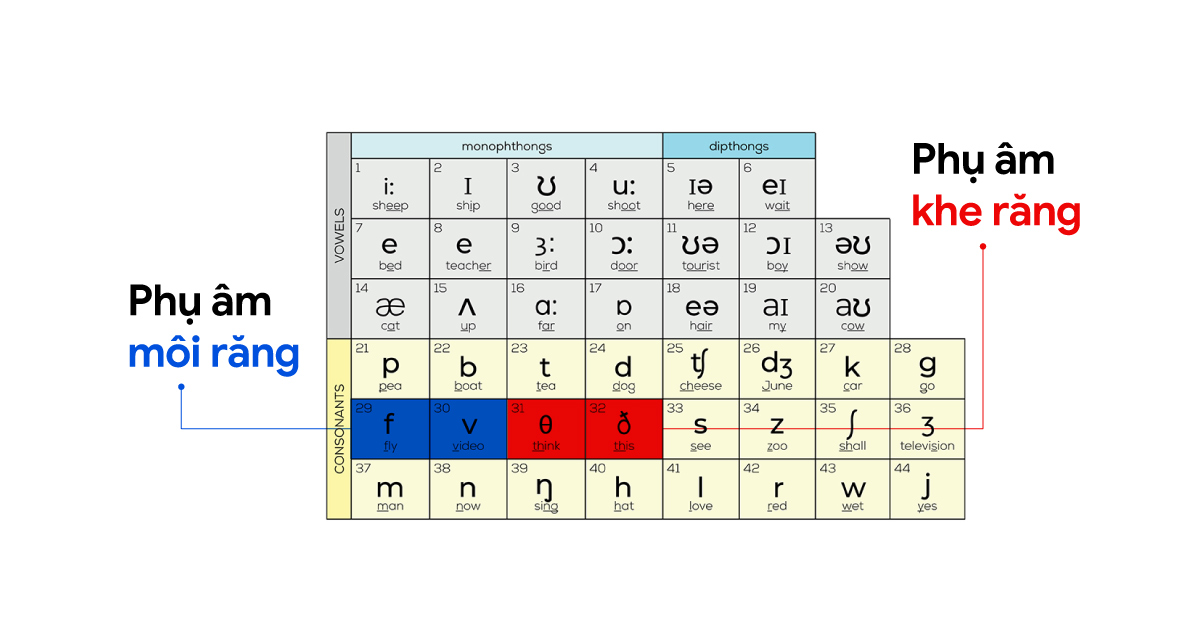 Các phụ âm môi răng (Labiodentals) và phụ âm khe răng (Interdentals ...