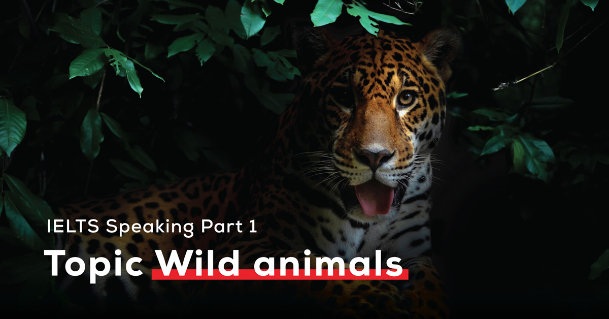 Topic: Wild animals - Bài mẫu IELTS Speaking Part 1 kèm từ vựng